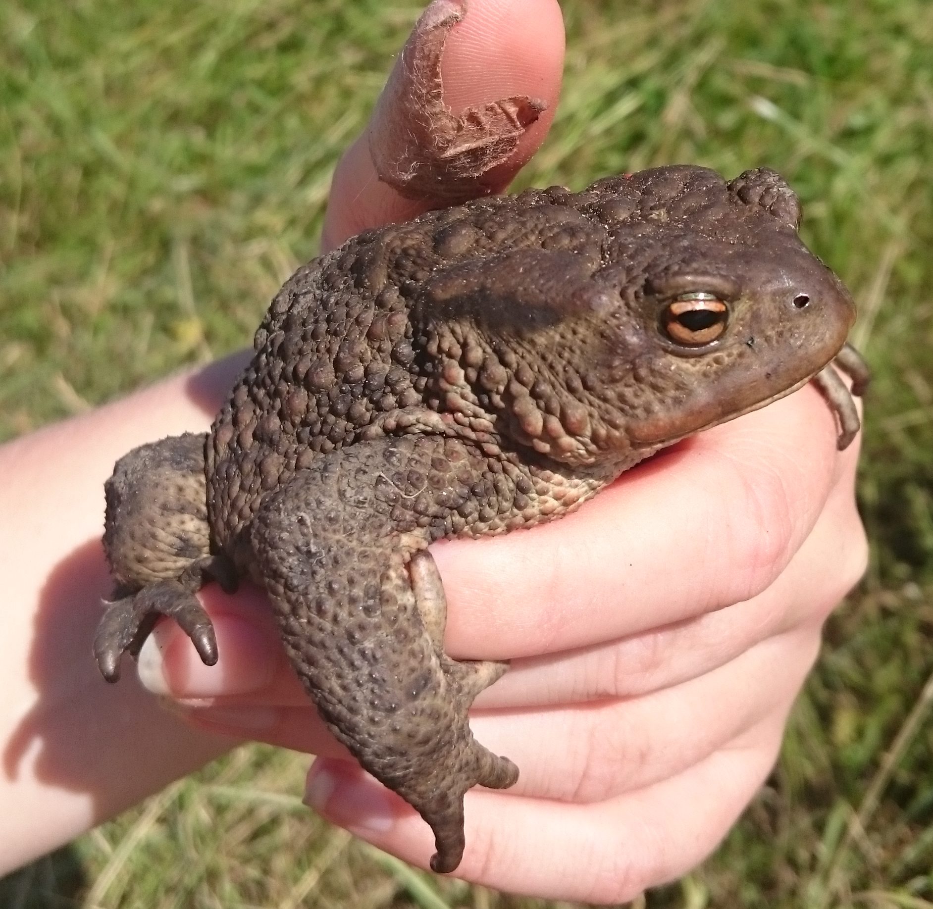 Groddjur i Sollentuna – Sollentuna